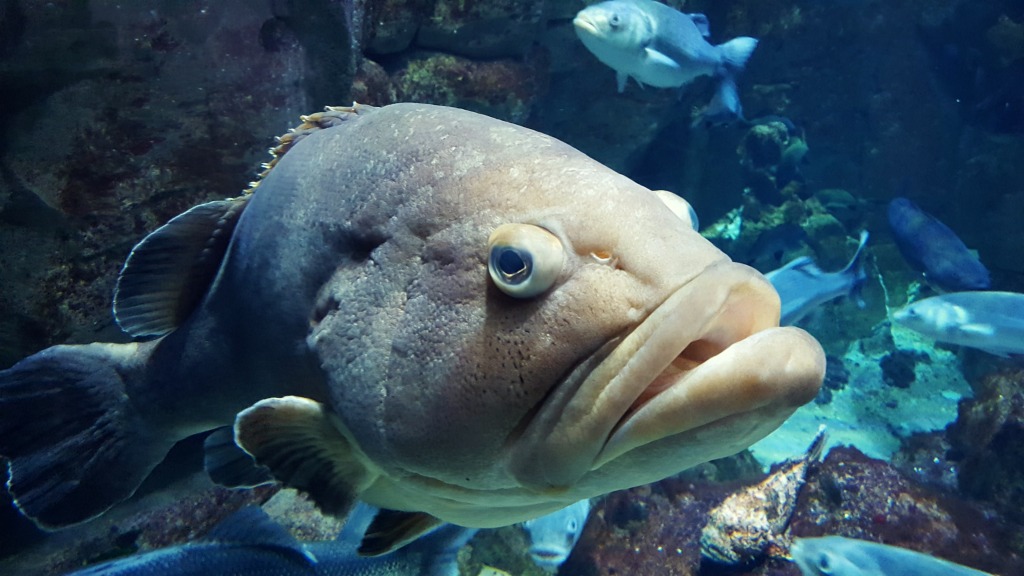 Notre visite de l’Aquarium de Paris | Paris Pages Blog